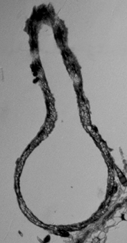 Freshwater Ascomycetes - Species Monograph