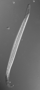 Freshwater Ascomycetes - Species Monograph