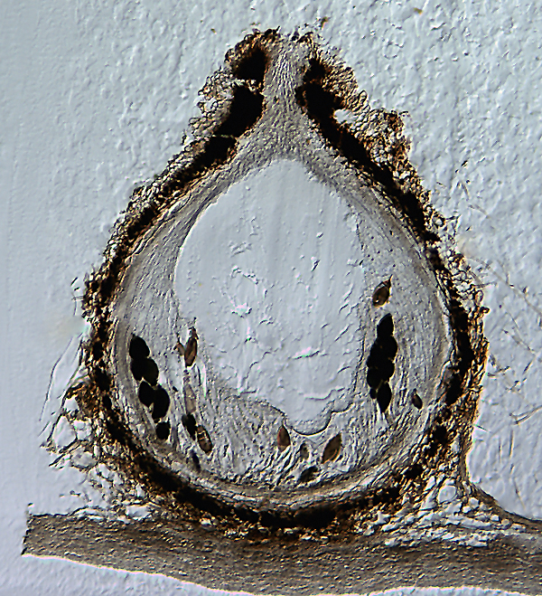 Freshwater Ascomycetes - Species Monograph