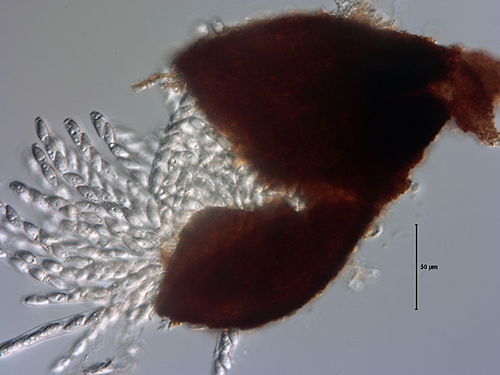 Freshwater Ascomycetes - Species Monograph