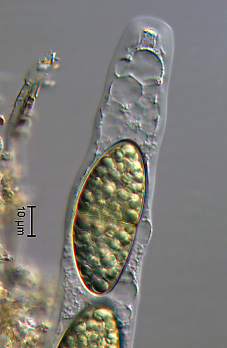 Freshwater Ascomycetes - Species Monograph