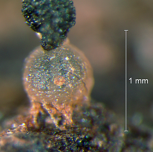 Freshwater Ascomycetes - Species Monograph