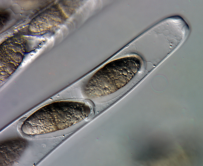 Freshwater Ascomycetes - Species Monograph