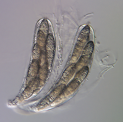 Freshwater Ascomycetes - Species Monograph