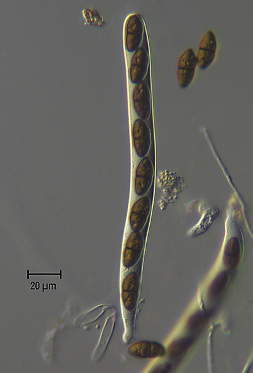 Freshwater Ascomycetes - Species Monograph