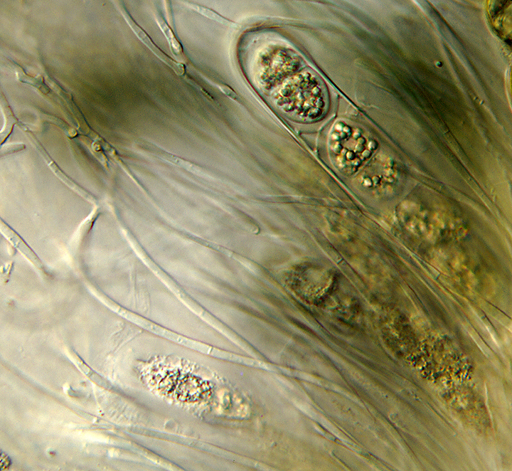 Freshwater Ascomycetes - Species Monograph