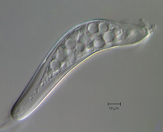 Freshwater Ascomycetes - Species Monograph