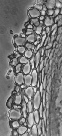 Freshwater Ascomycetes - Species Monograph