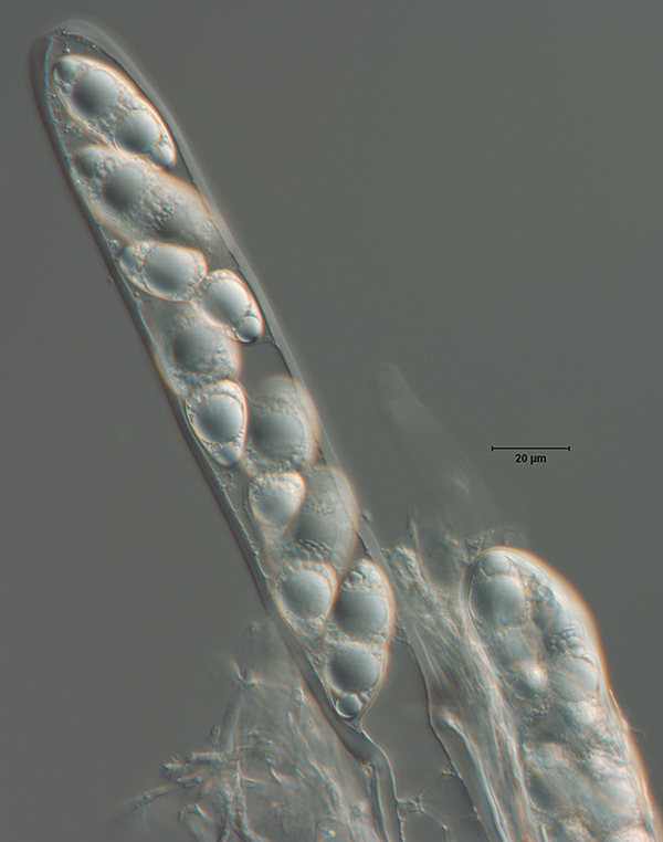 Freshwater Ascomycetes - Species Monograph