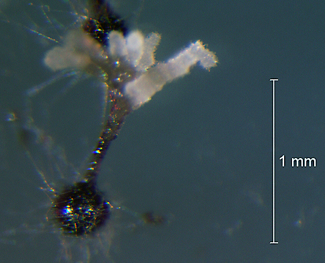 Freshwater Ascomycetes - Species Monograph