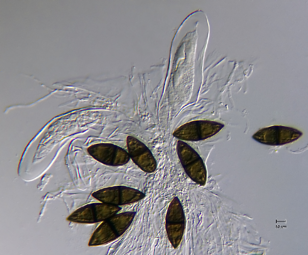 Freshwater Ascomycetes - Species Monograph