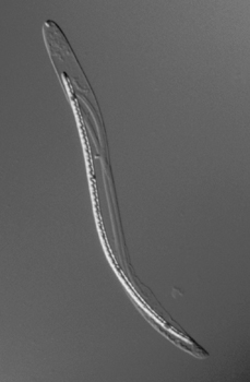 Freshwater Ascomycetes - Species Monograph