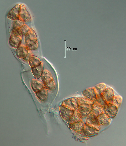 Freshwater Ascomycetes - Species Monograph