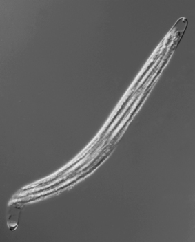 Freshwater Ascomycetes - Species Monograph