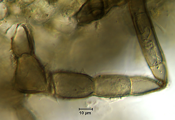 Freshwater Ascomycetes - Species Monograph