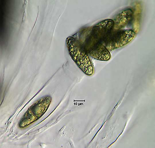 Freshwater Ascomycetes - Species Monograph