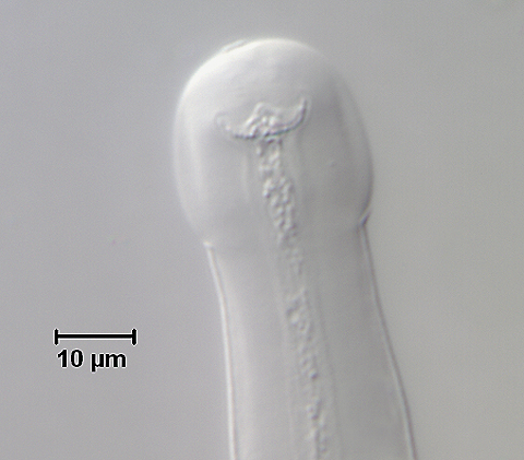 Freshwater Ascomycetes - Species Monograph