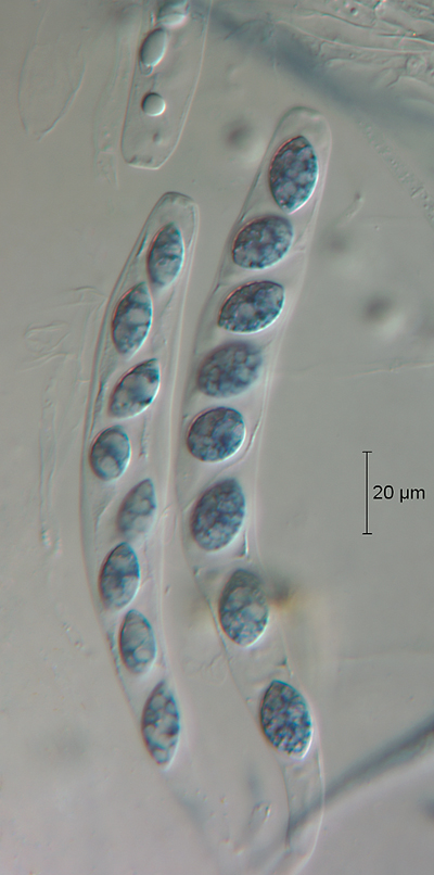 Freshwater Ascomycetes - Species Monograph
