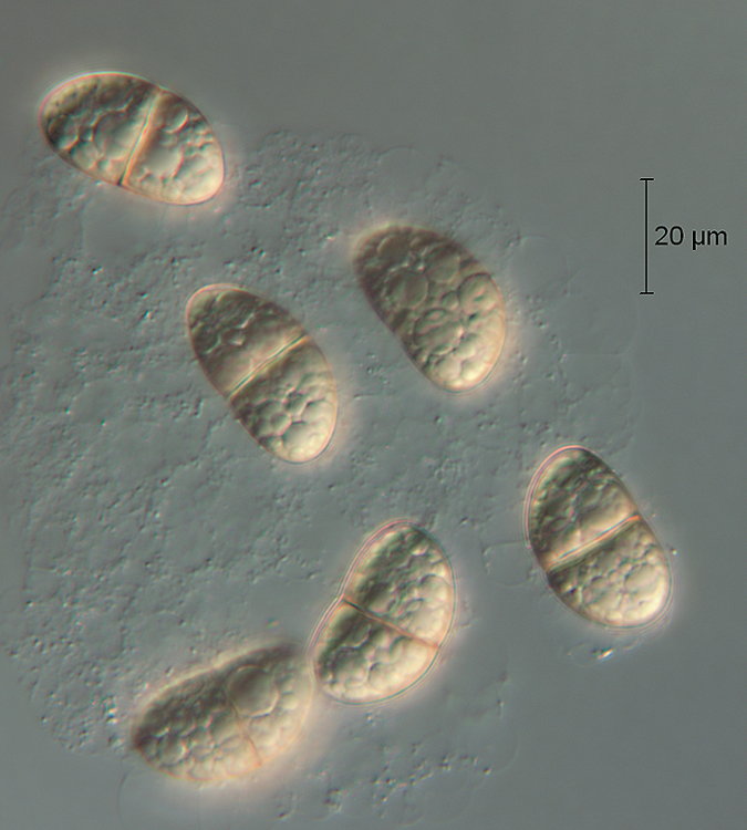 Freshwater Ascomycetes - Species Monograph