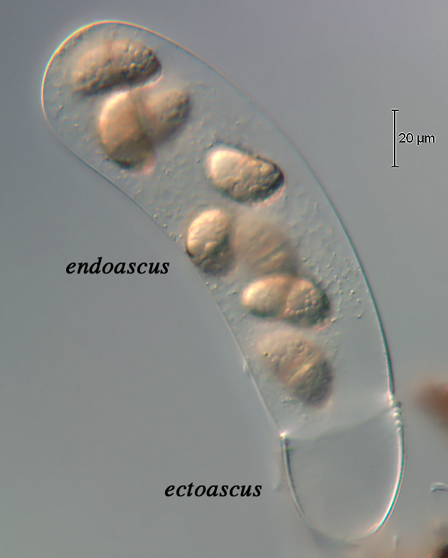 Freshwater Ascomycetes - Species Monograph