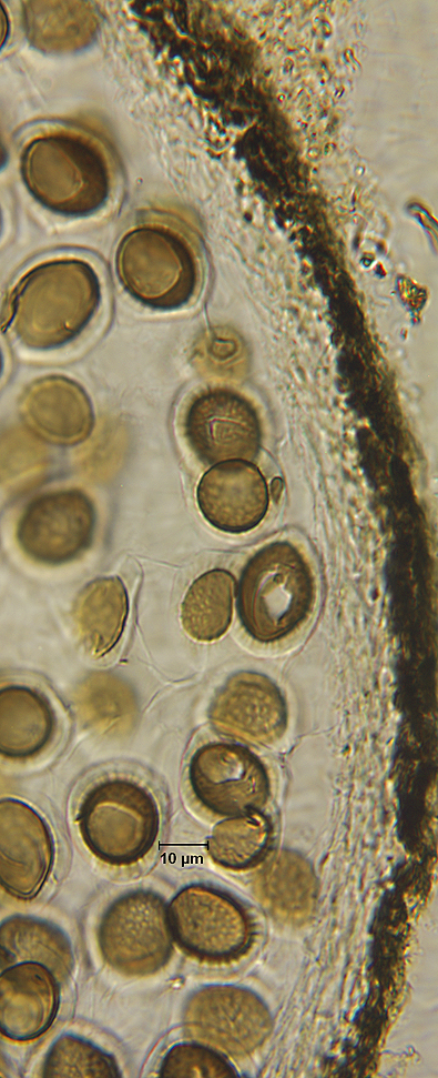 Freshwater Ascomycetes - Species Monograph