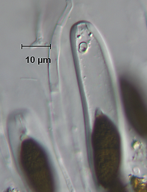 Freshwater Ascomycetes - Species Monograph