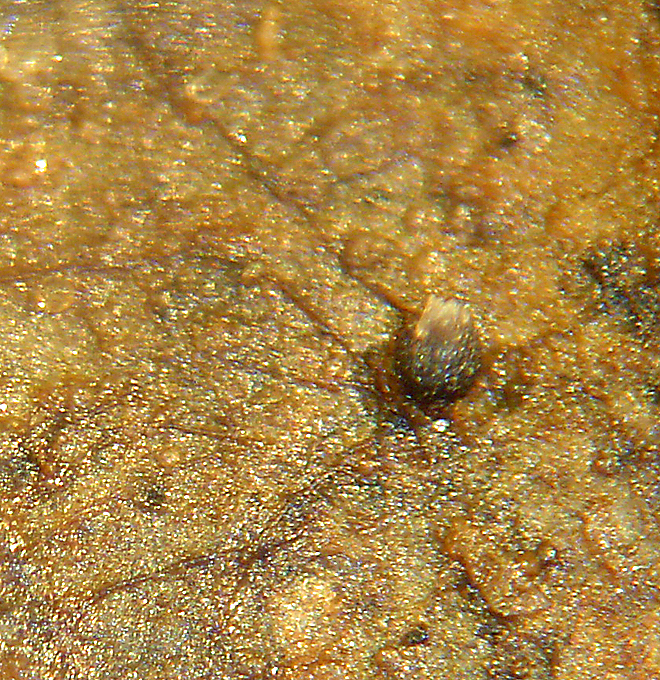 Freshwater Ascomycetes - Species Monograph