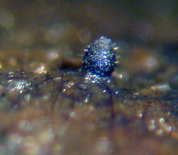 Freshwater Ascomycetes - Species Monograph