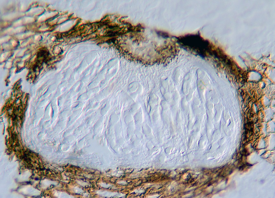 Freshwater Ascomycetes - Species Monograph