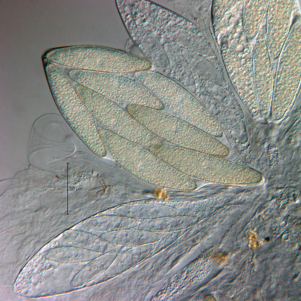 Freshwater Ascomycetes - Species Monograph