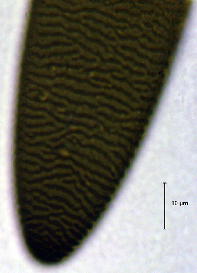 Freshwater Ascomycetes - Species Monograph