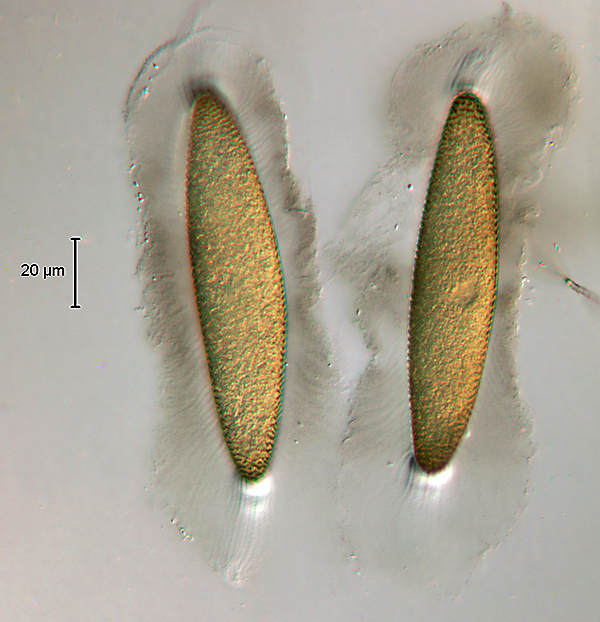 Freshwater Ascomycetes - Species Monograph