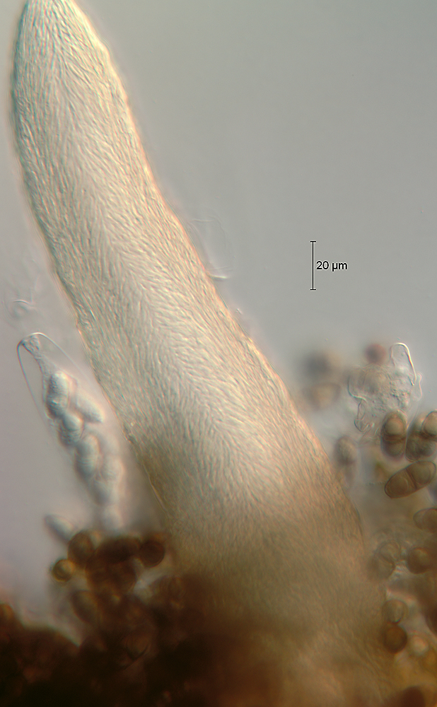 Freshwater Ascomycetes - Species Monograph