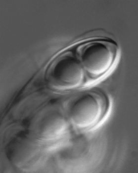 Freshwater Ascomycetes - Species Monograph