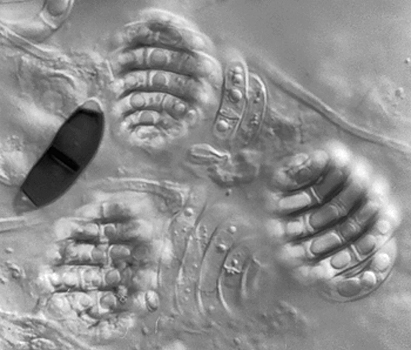 Freshwater Ascomycetes - Species Monograph