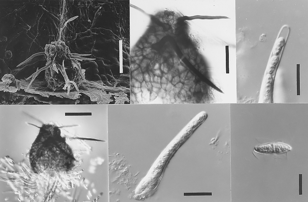 Freshwater Ascomycetes - Species Monograph