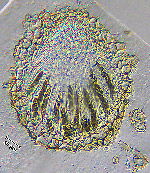 Freshwater Ascomycetes - Species Monograph